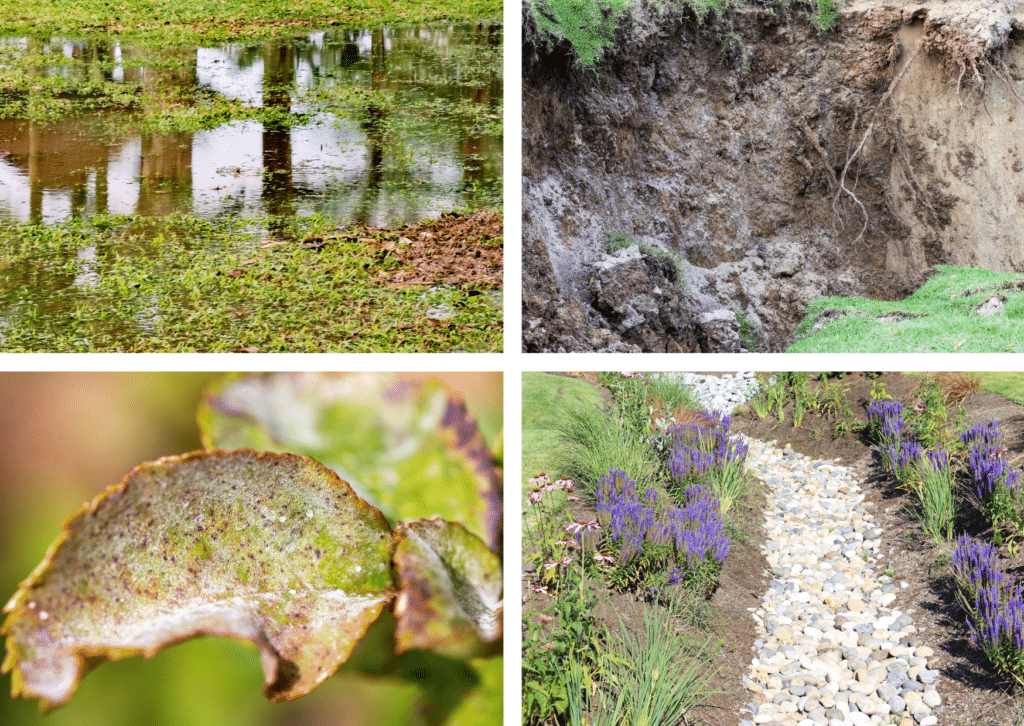 Is Your Landscaping Project Suffering? Identify the Unseen Problems ...