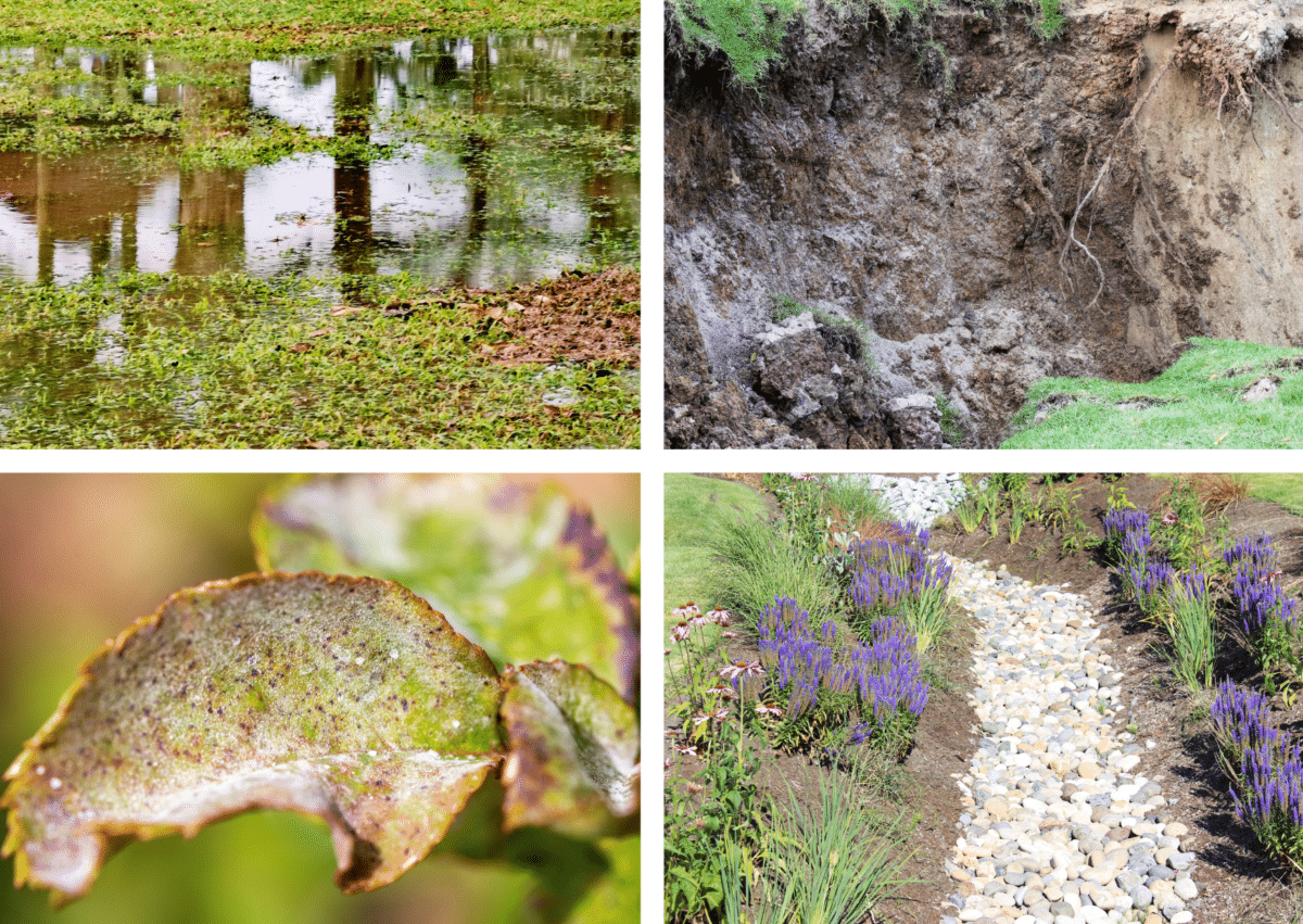 Is Your Landscaping Project Suffering? Identify the Unseen Problems ...